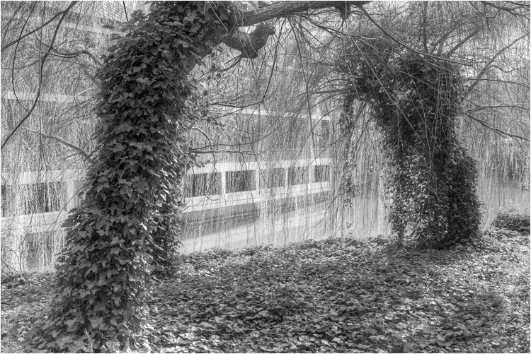 Trees by the Foss - Peter Heaton Fine Art Photography